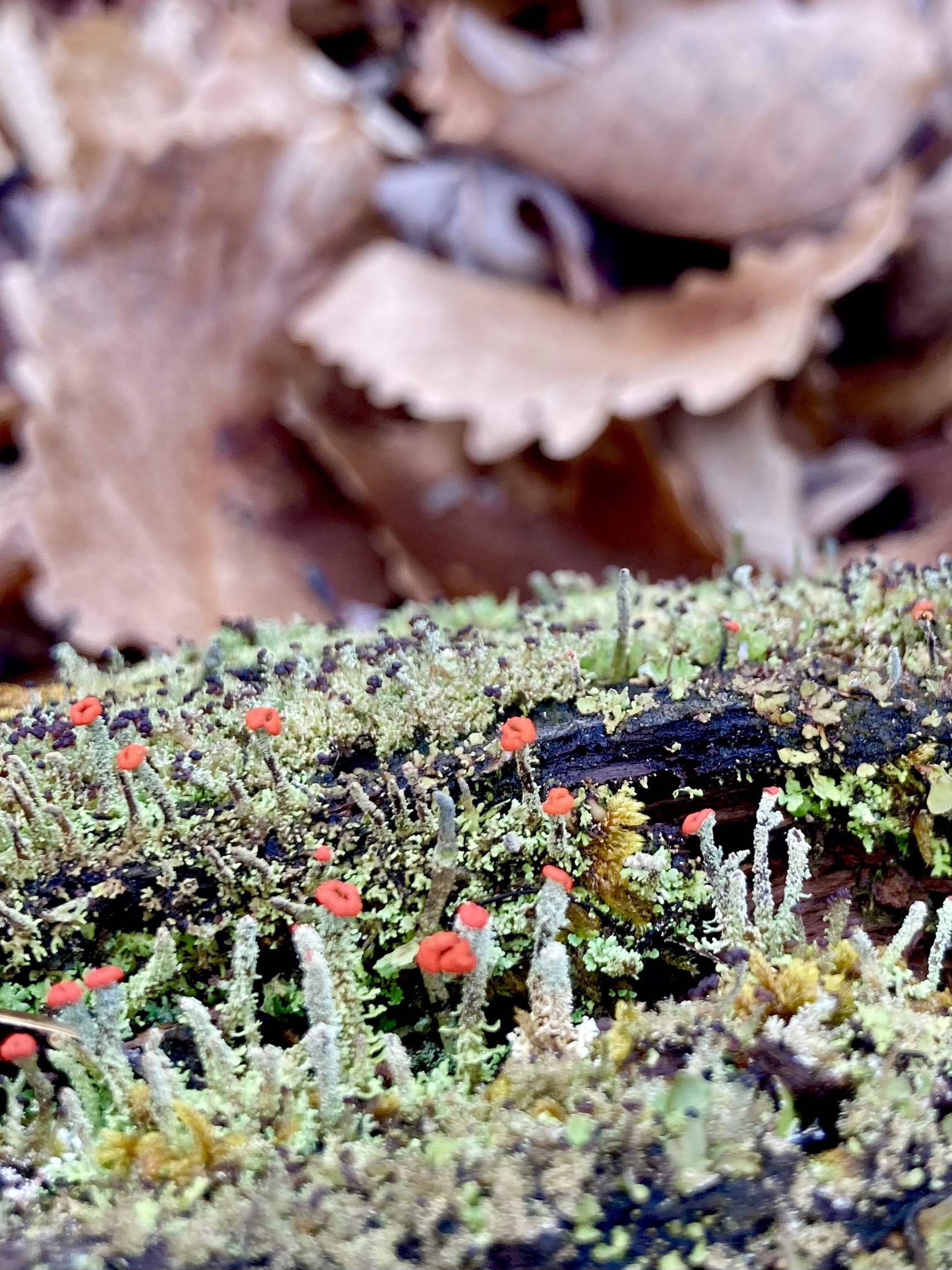 Touching Nature Explorations